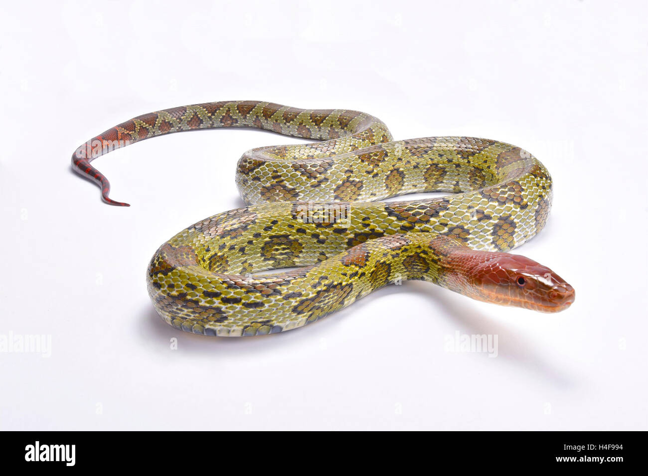 100 flower ratsnake,Orthriophis moellendorffi Stock Photo - Alamy