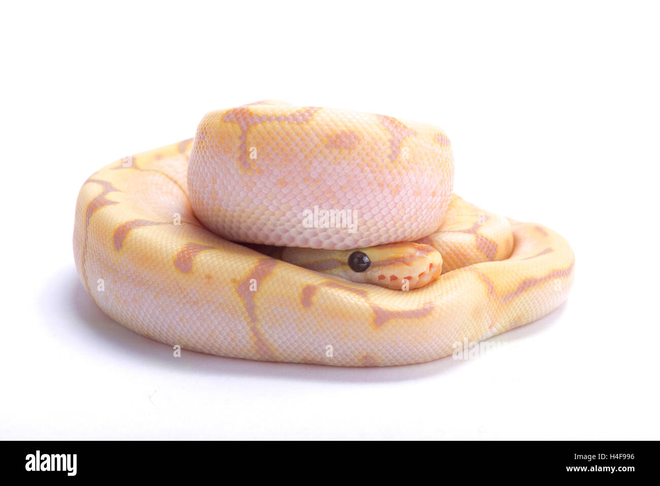 Ball python,Python regius Stock Photo - Alamy