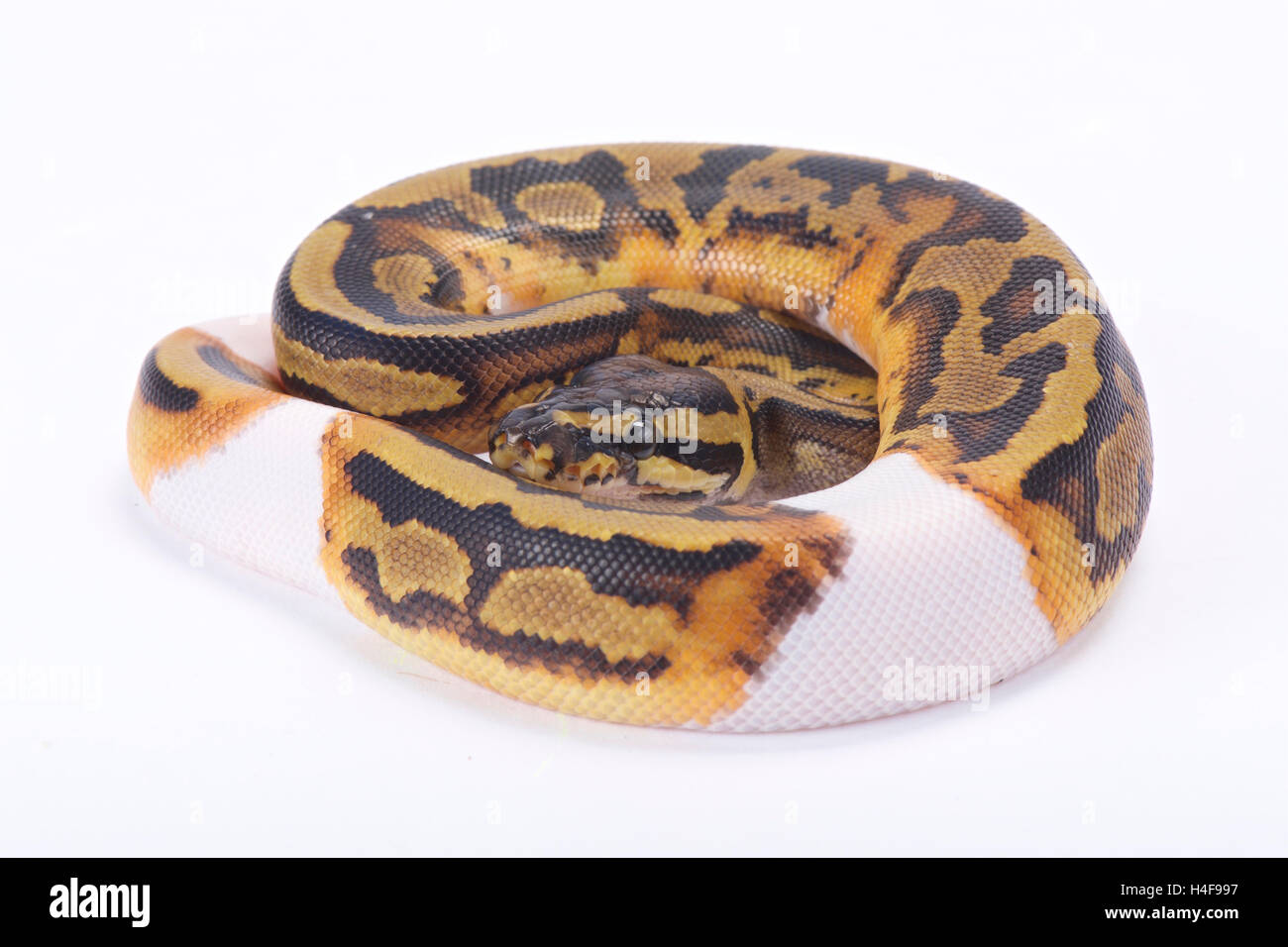 Ball python,Python regius, piebald Stock Photo - Alamy