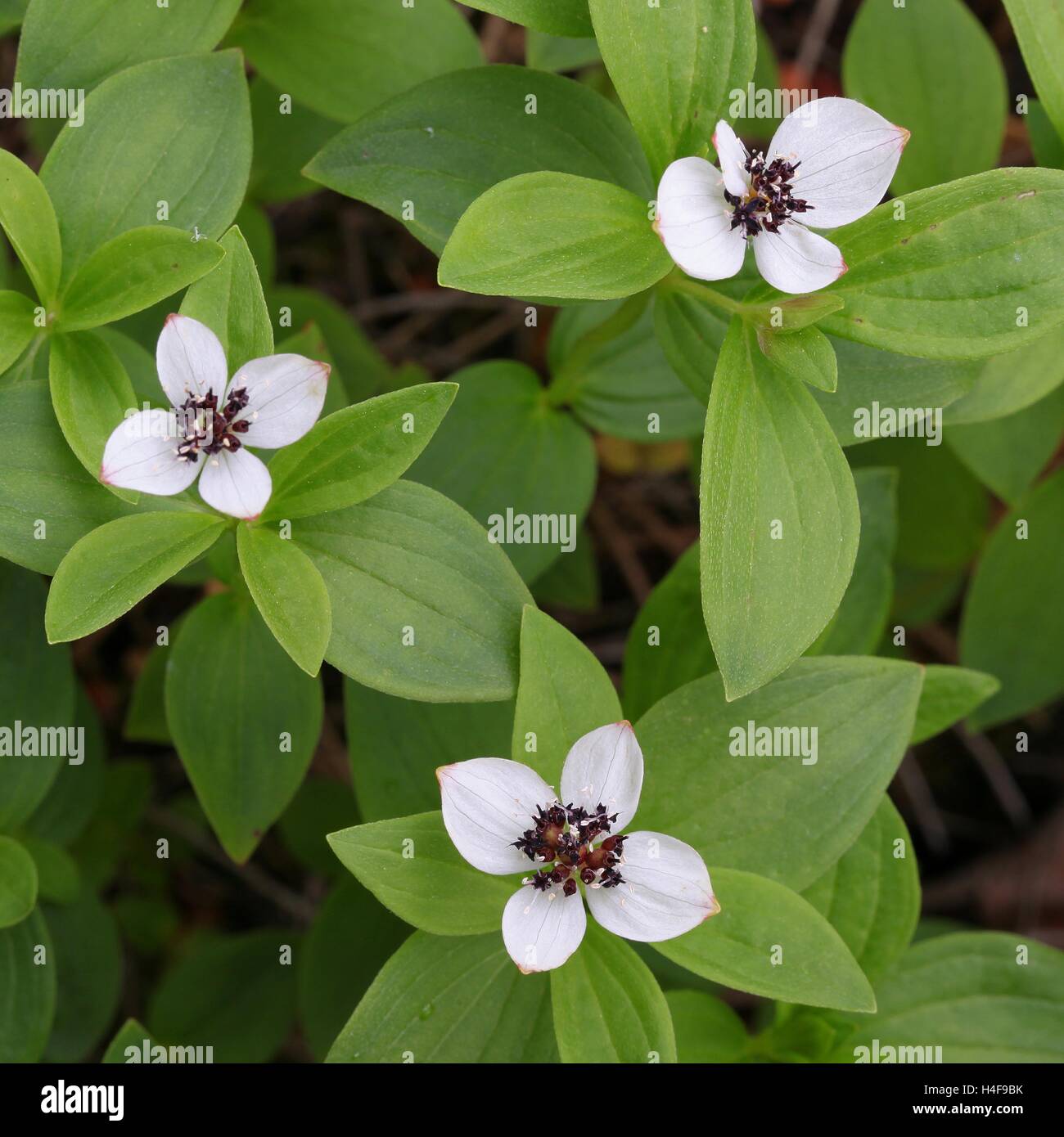 Dwarf or lapland cornel cornus suecica hi-res stock photography and ...