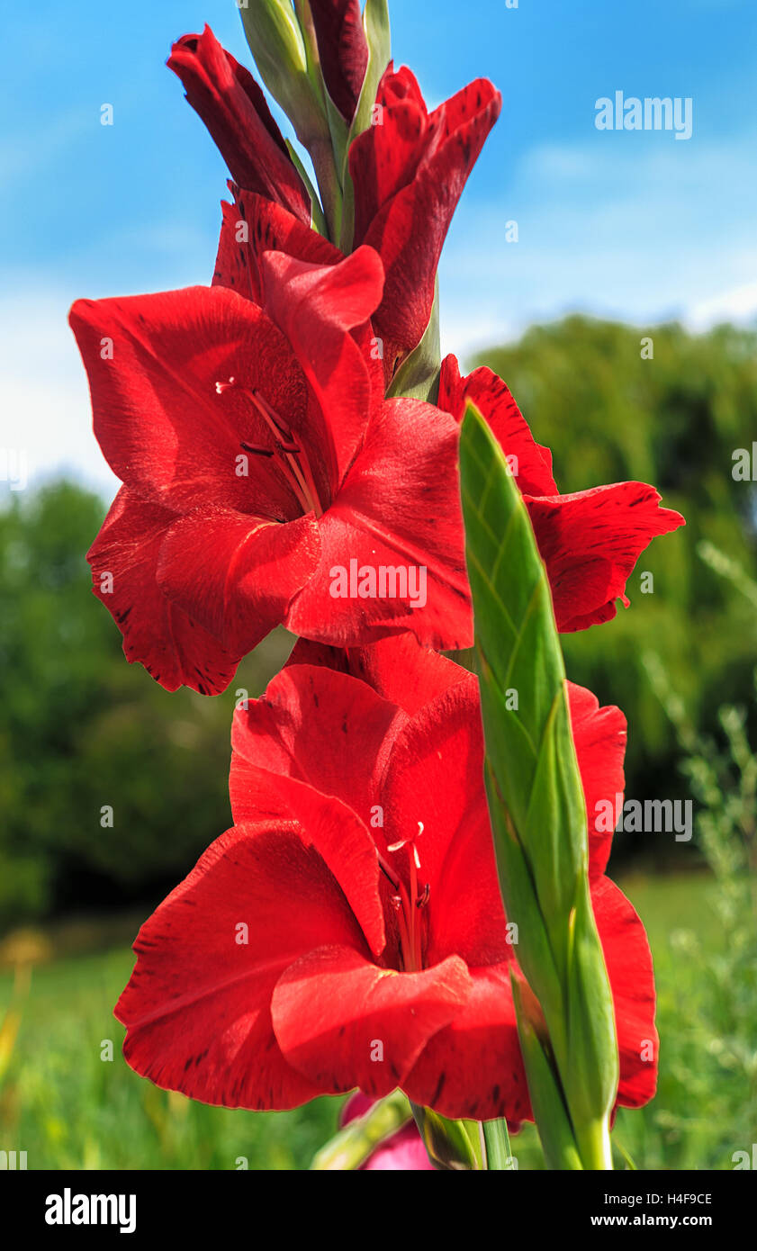 Red flowering gladiolus Stock Photo - Alamy