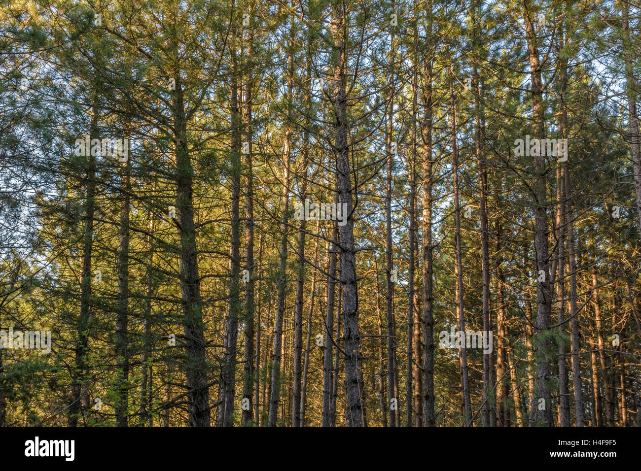 Pine tree forest landscape hi-res stock photography and images - Alamy