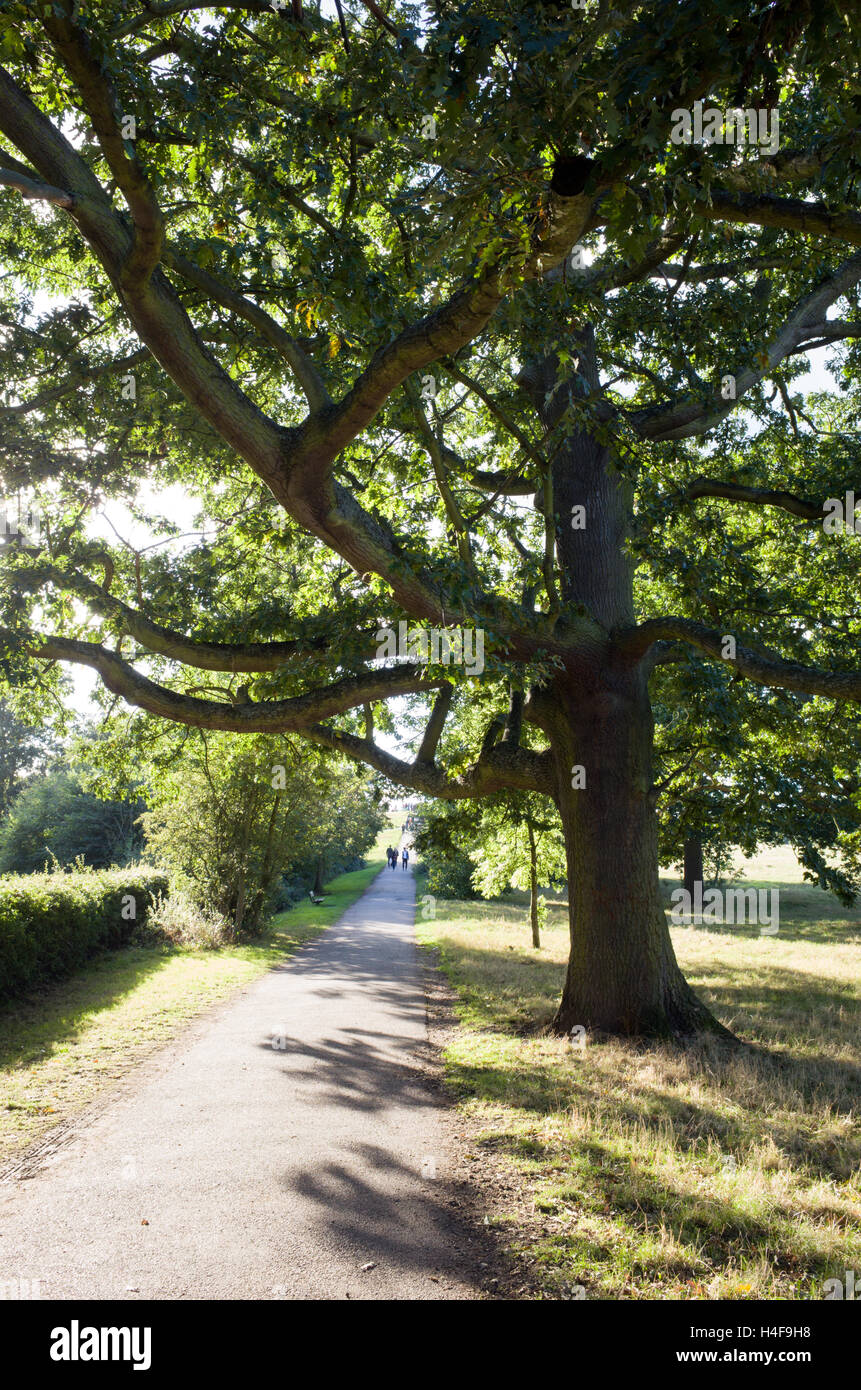 Tree and path leading up to the top of Parliament Hill on Hampstead ...