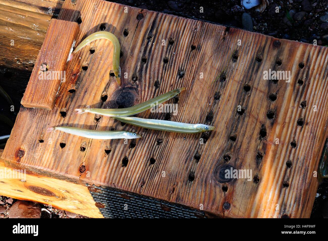 Bait box hi-res stock photography and images - Alamy