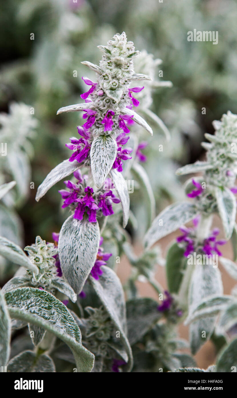 Stachys byzantina taxonomy hi-res stock photography and images - Alamy