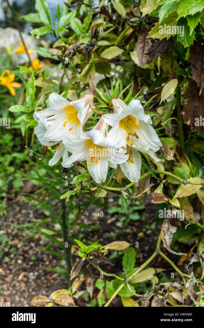 Lilium regale plant hi-res stock photography and images - Alamy