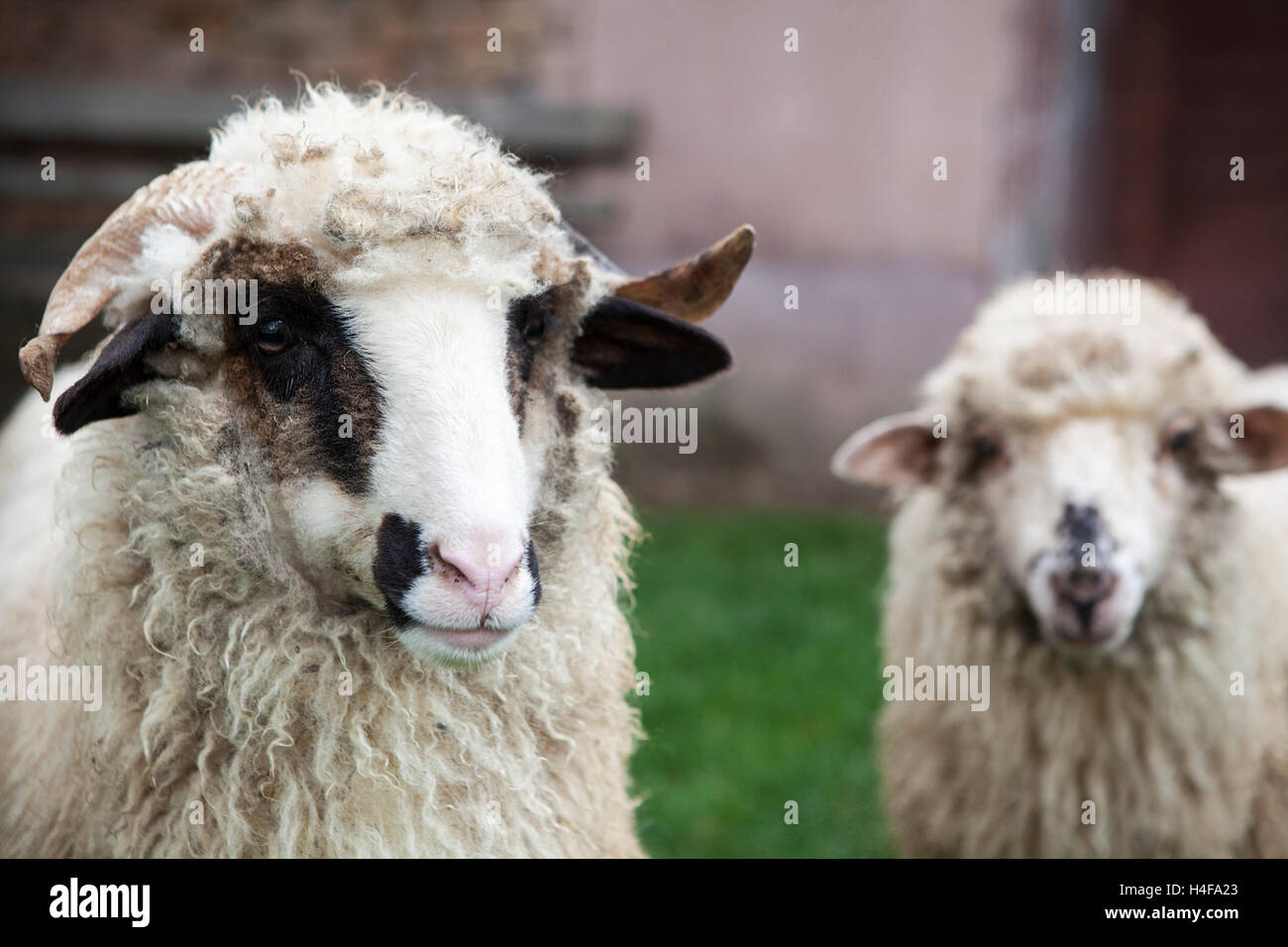 two sheep looking at camera Stock Photo - Alamy