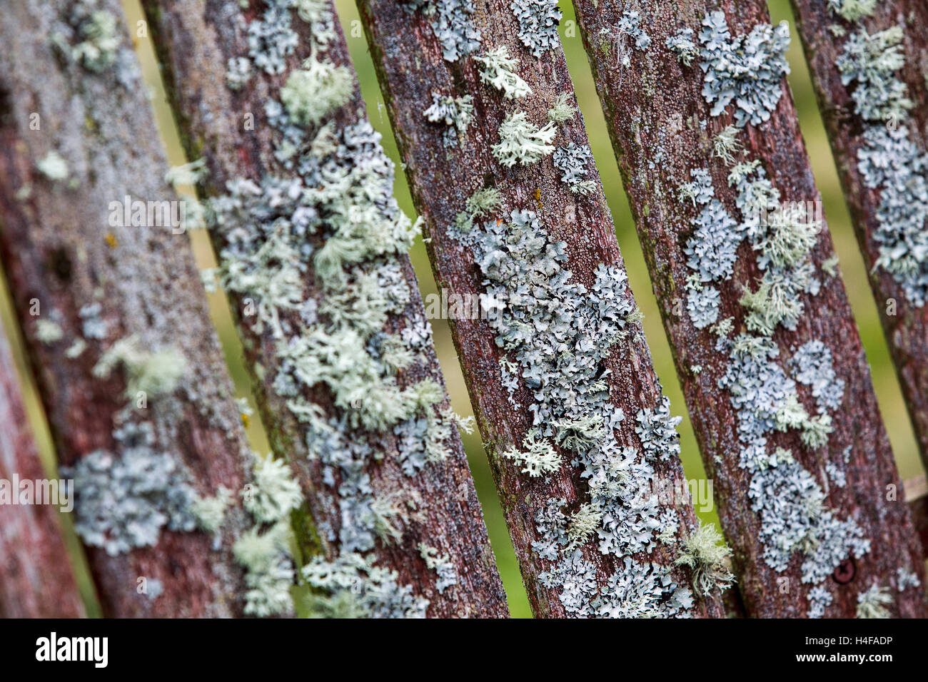 Lichen on bench Stock Photo - Alamy