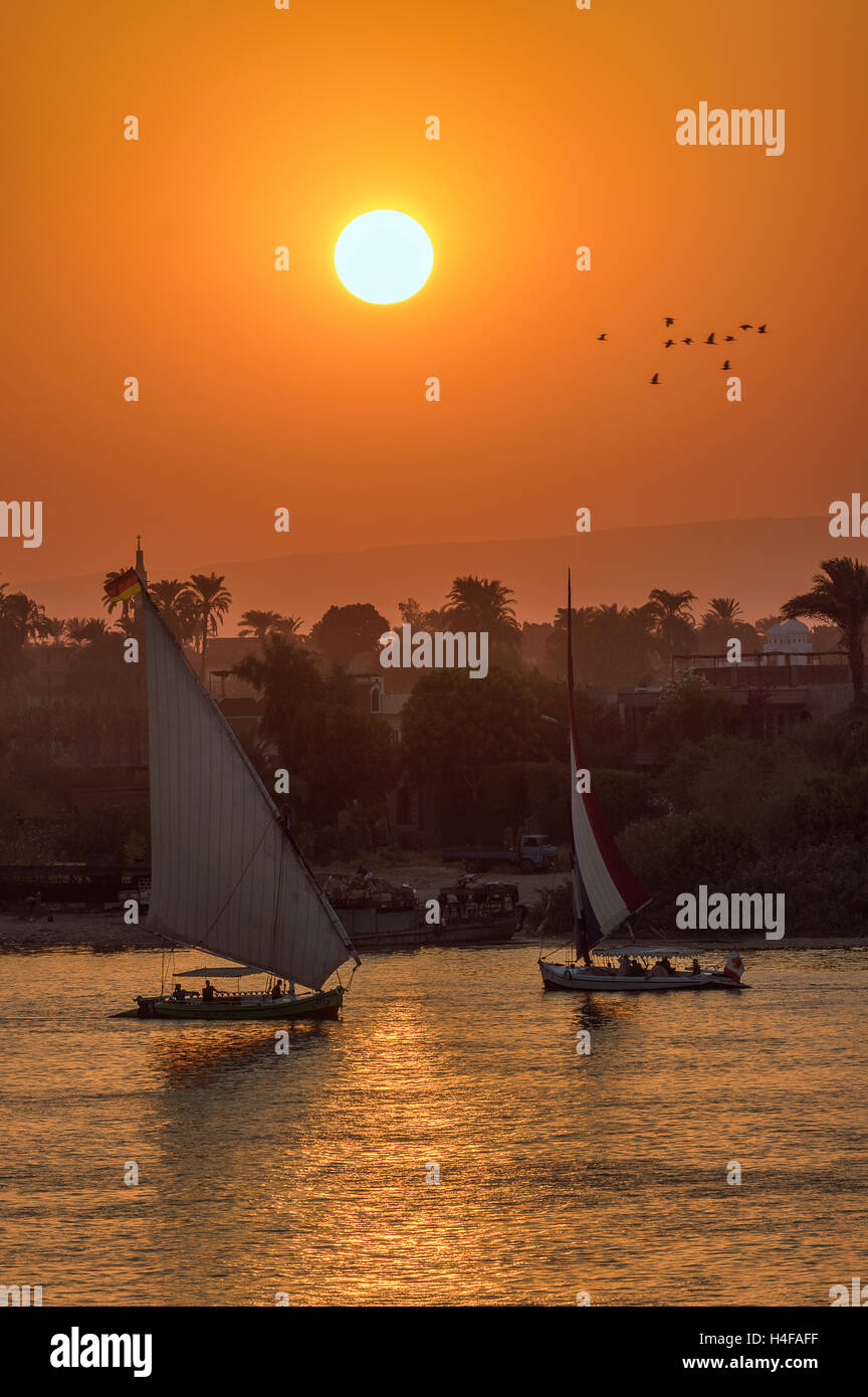 Feluccas sailing on the River Nile at Sunset Stock Photo - Alamy