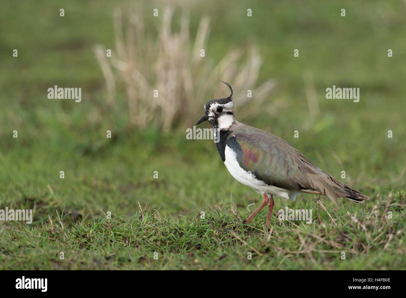 Female short crest hi-res stock photography and images - Alamy