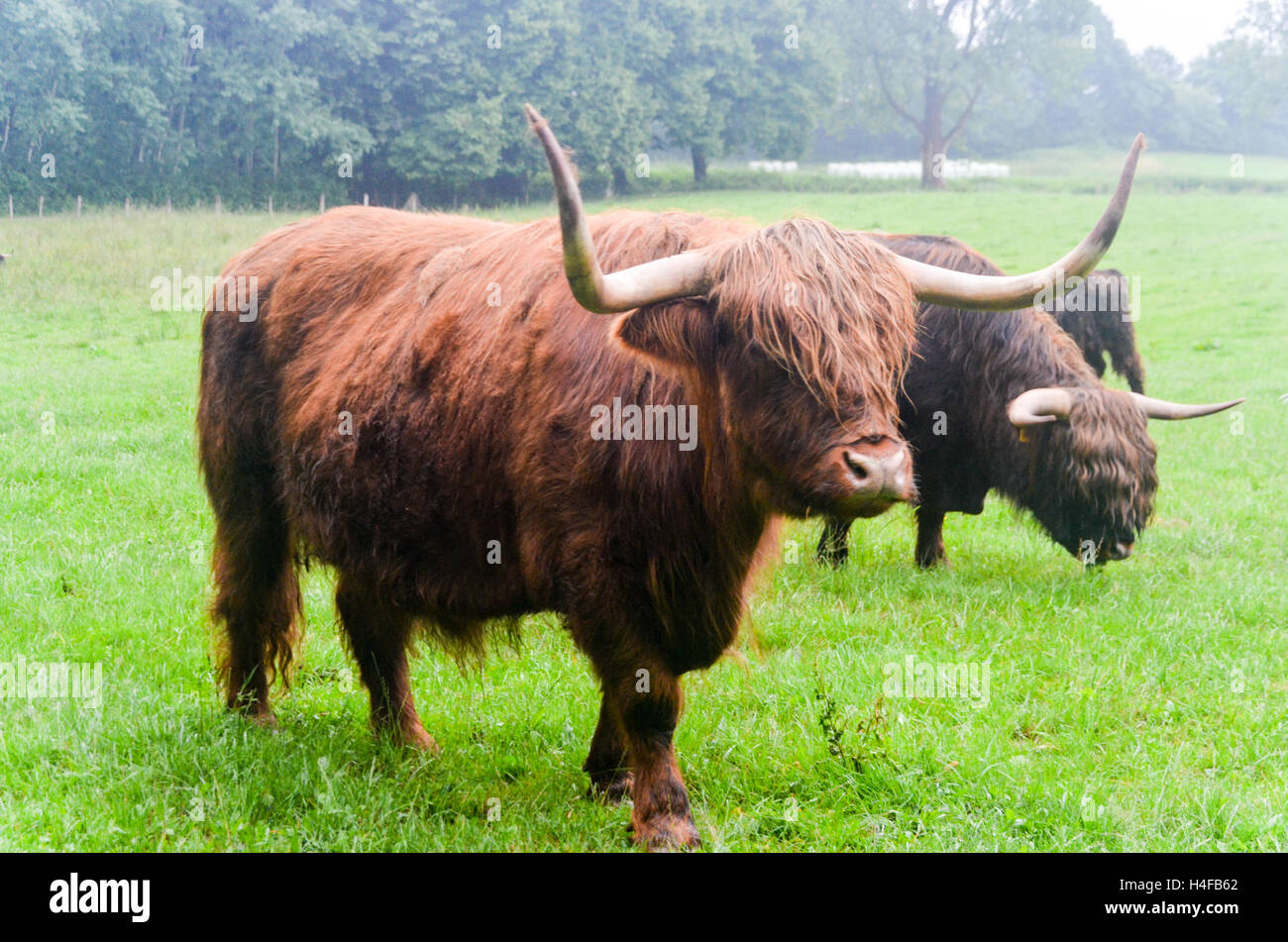 Highland cattle in Germany Stock Photo - Alamy
