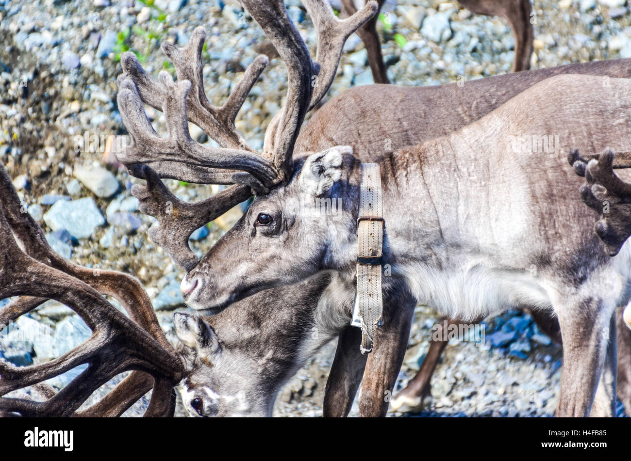 Arctic reindeers hi-res stock photography and images - Alamy