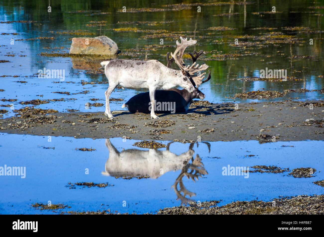 White reindeer hi-res stock photography and images - Alamy
