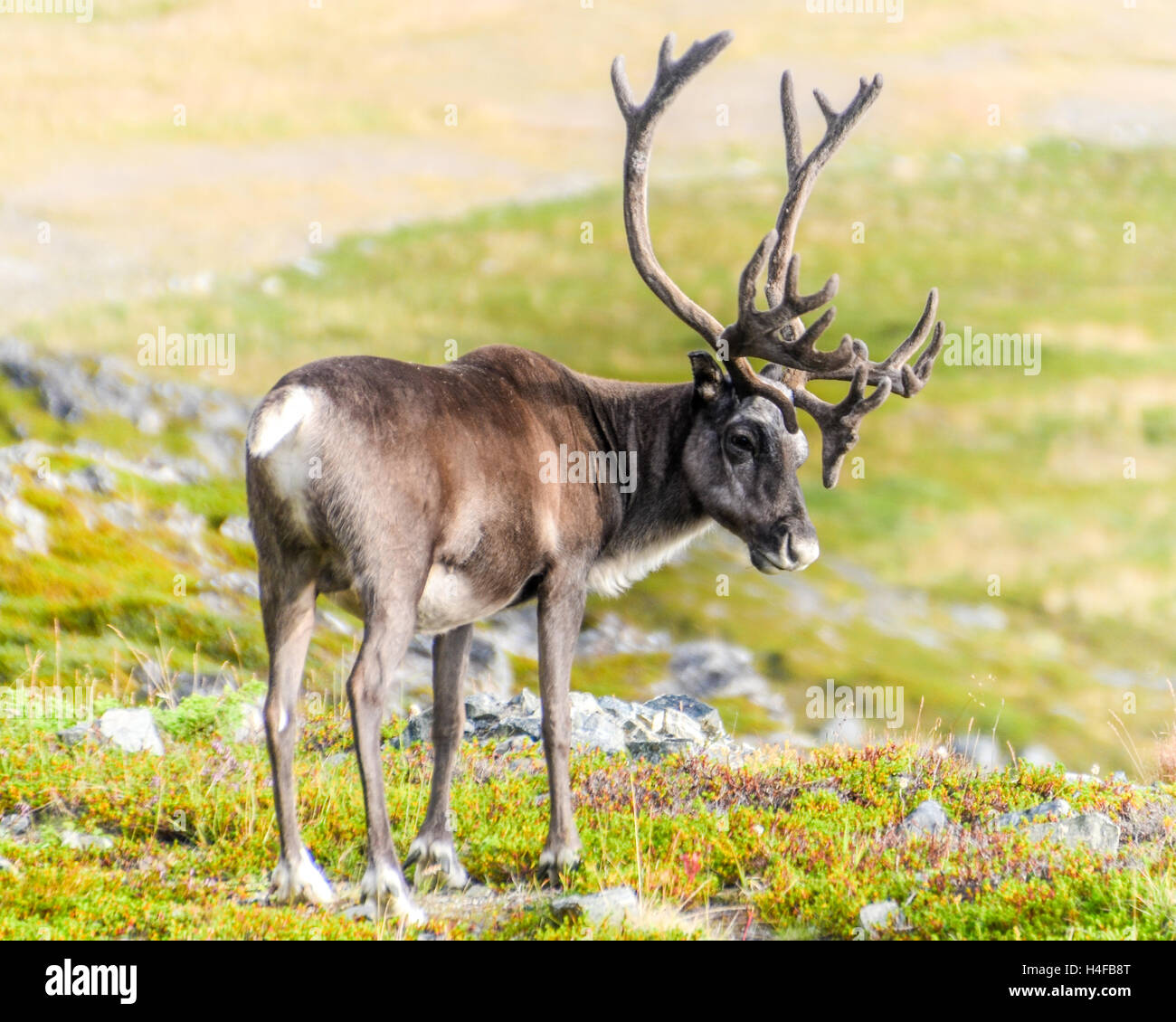 Reindeers hi-res stock photography and images - Alamy