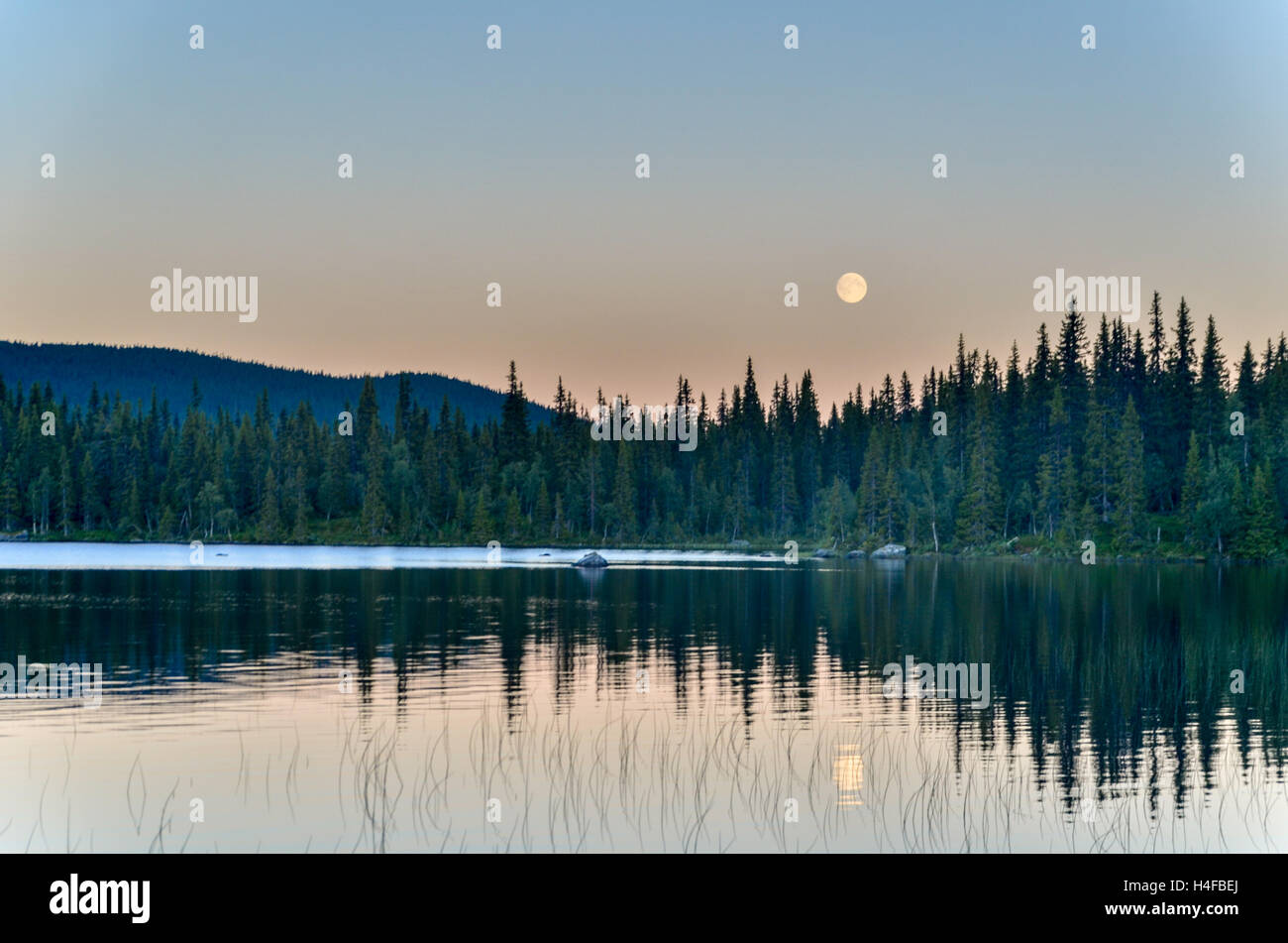 Moon over forest hi-res stock photography and images - Alamy