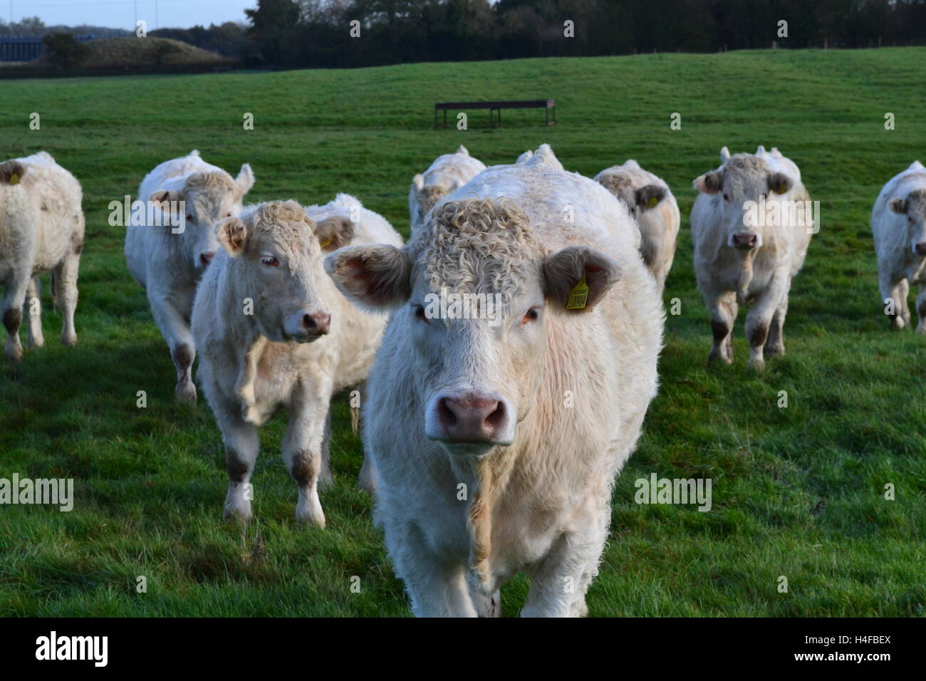 Cows in field Stock Photo - Alamy