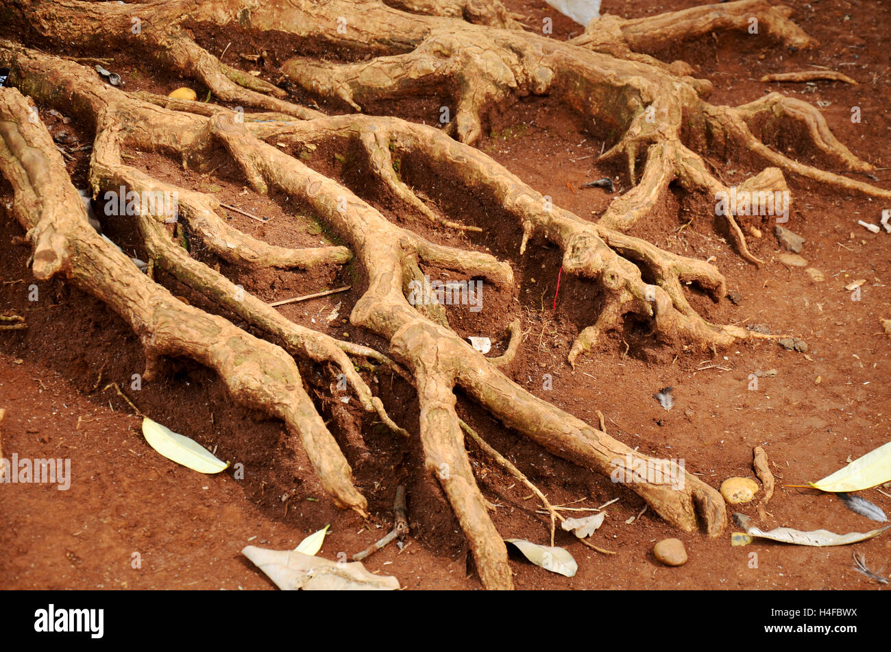 Root of big tree on ground at outdoor Stock Photo - Alamy