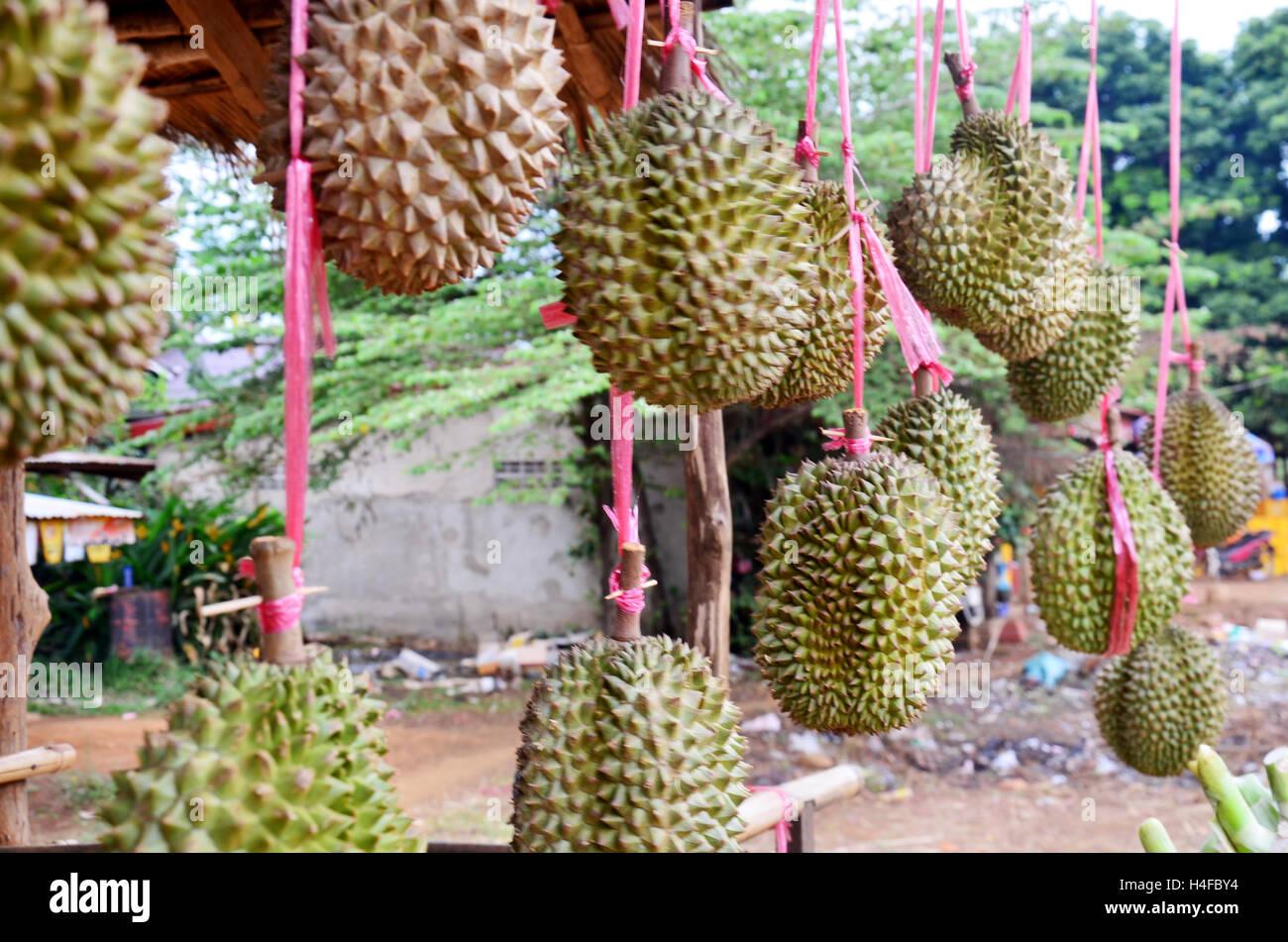 Durian as the "king of fruits" tropical fruits asia hanging for sale at ...