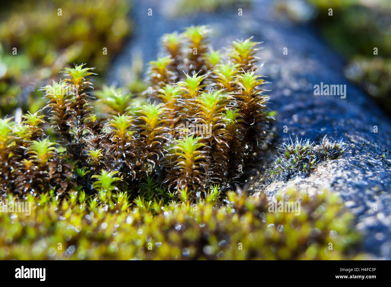 Moss frond hi-res stock photography and images - Alamy