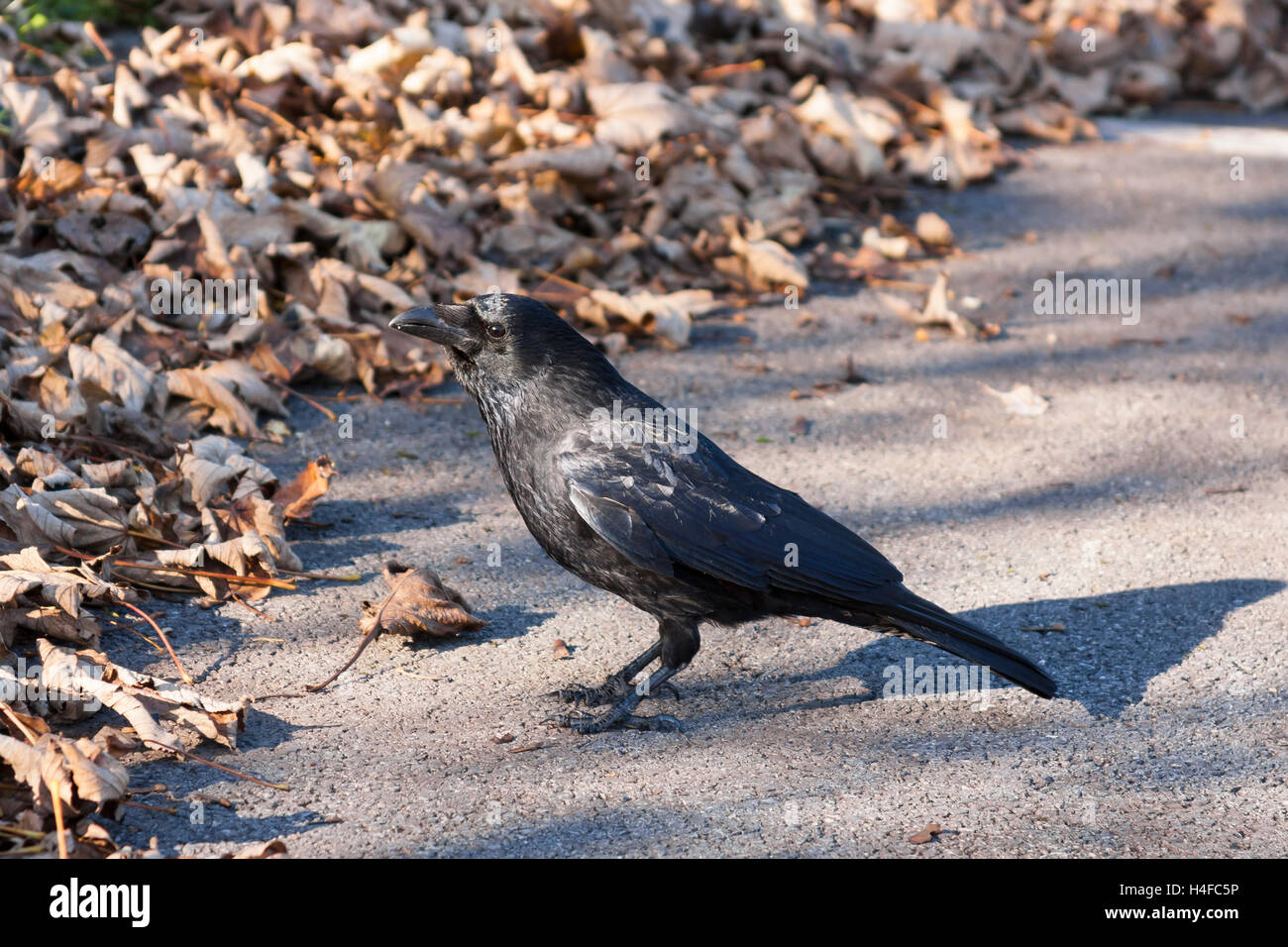 Crow uk hi-res stock photography and images - Alamy
