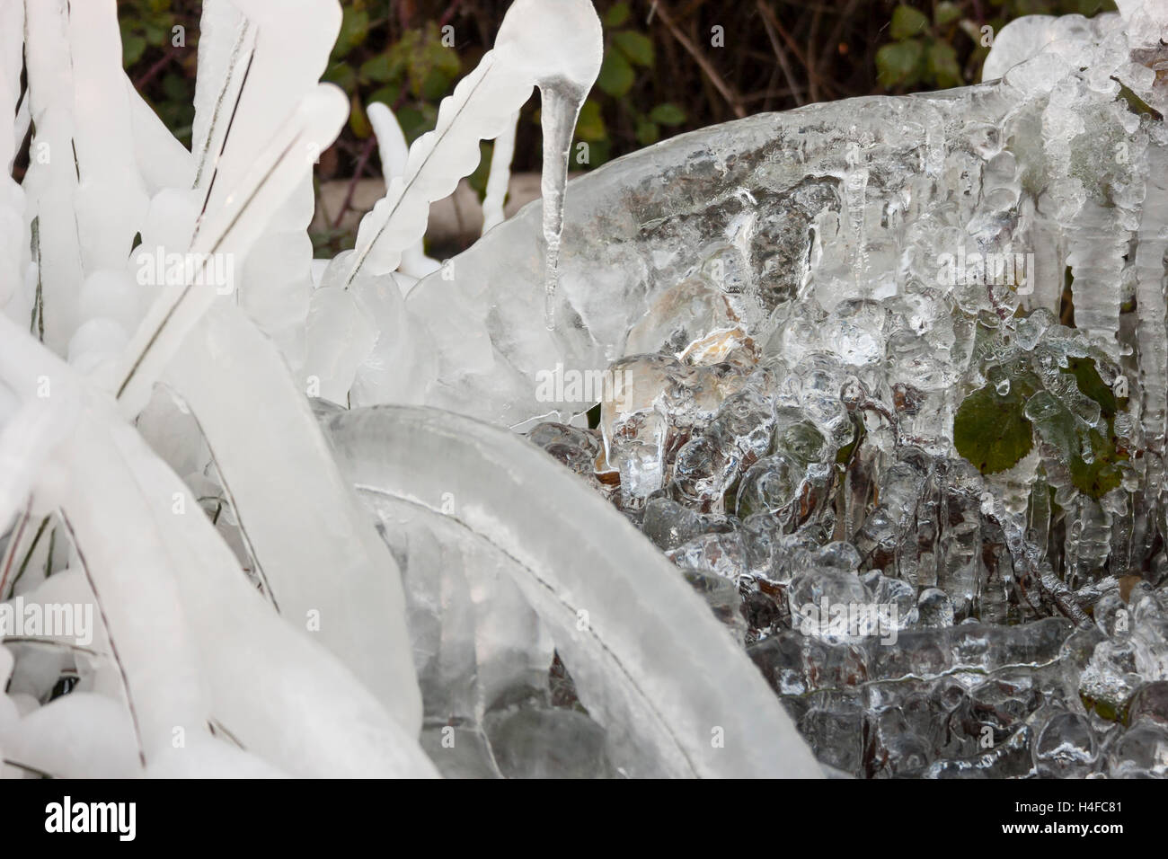 natural ice sculpture abstract shapes of plants frozen in ice Stock ...