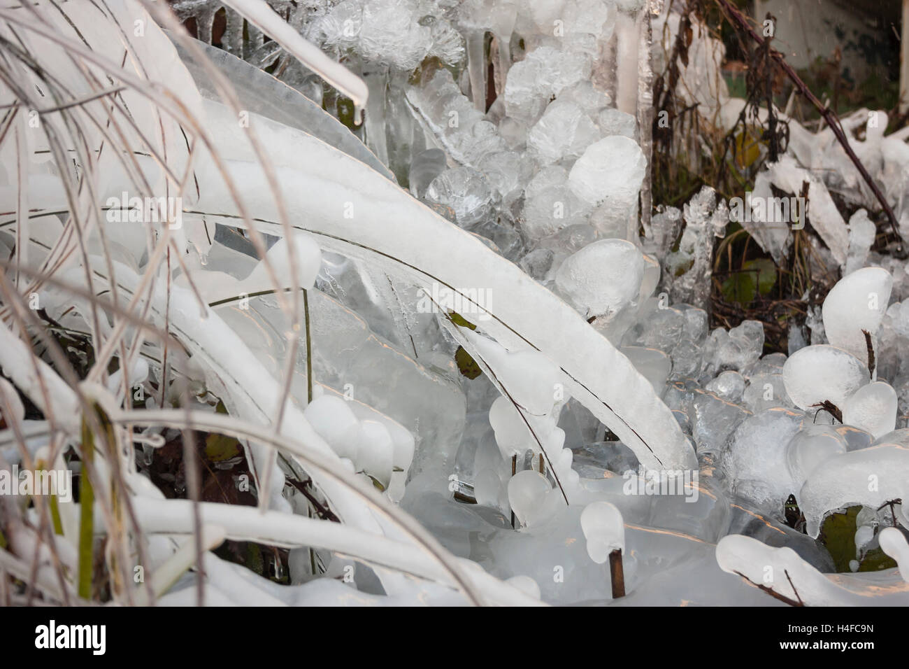 natural ice sculpture abstract shapes of plants frozen in ice Stock ...