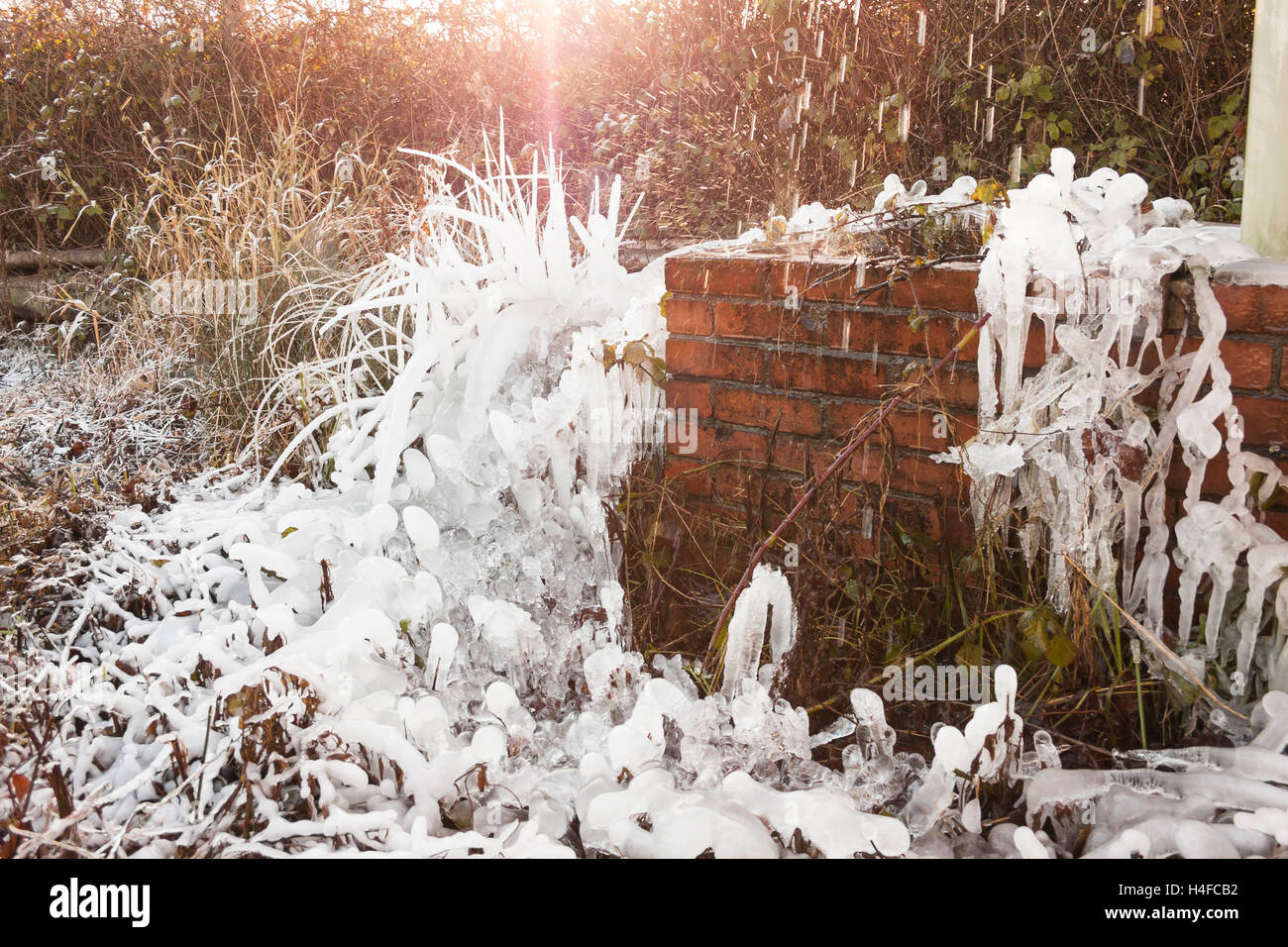 natural ice sculpture abstract shapes of plants frozen in ice Stock ...