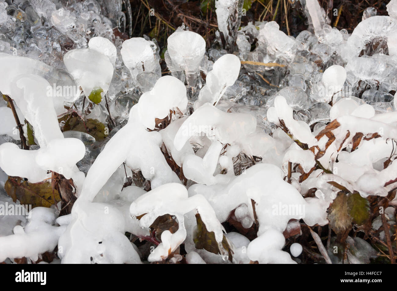 natural ice sculpture abstract shapes of plants frozen in ice Stock ...