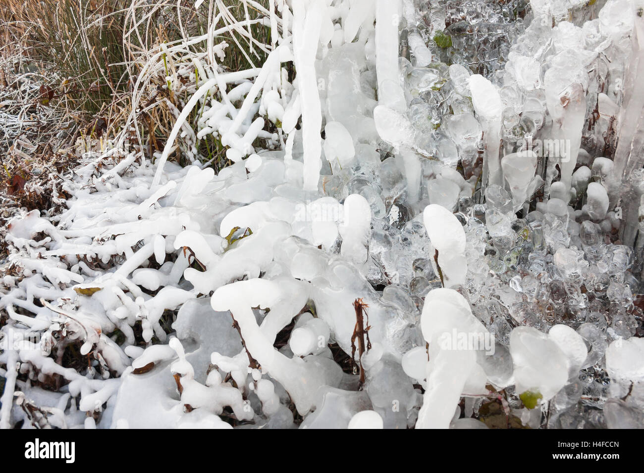 natural ice sculpture abstract shapes of plants frozen in ice Stock ...