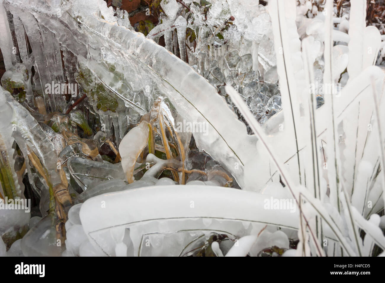 Abstract natural forms hi-res stock photography and images - Alamy