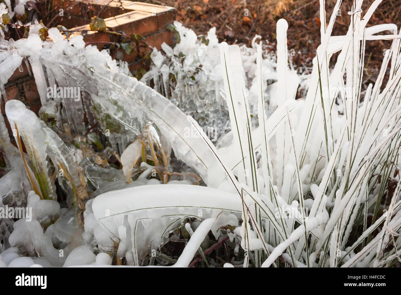 natural ice sculpture abstract shapes of plants frozen in ice Stock ...