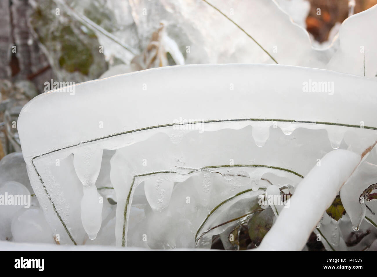 natural ice sculpture abstract shapes of plants frozen in ice Stock ...