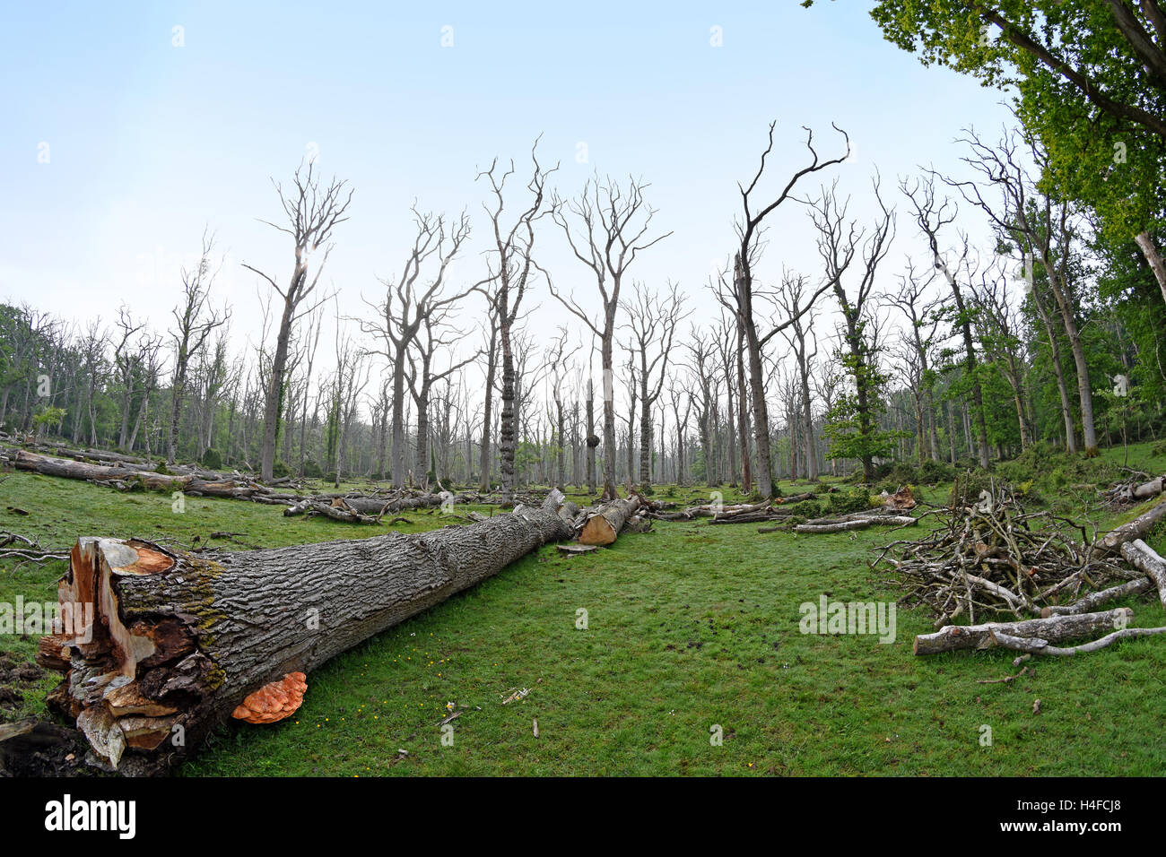 Dead oak forest. New Forest National Park, England Stock Photo - Alamy