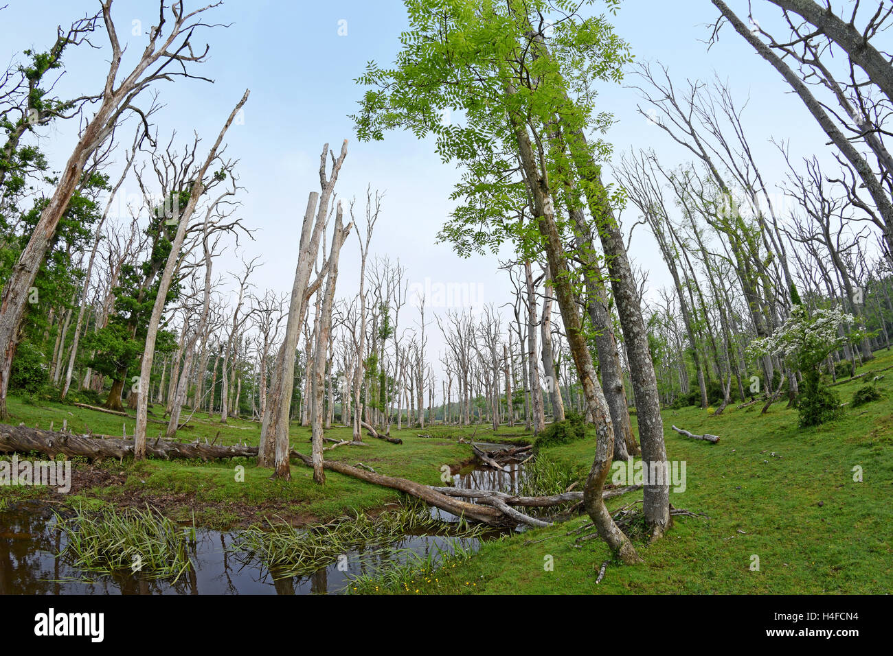 Stream flowing through dead oak forest. New Forest National Park ...