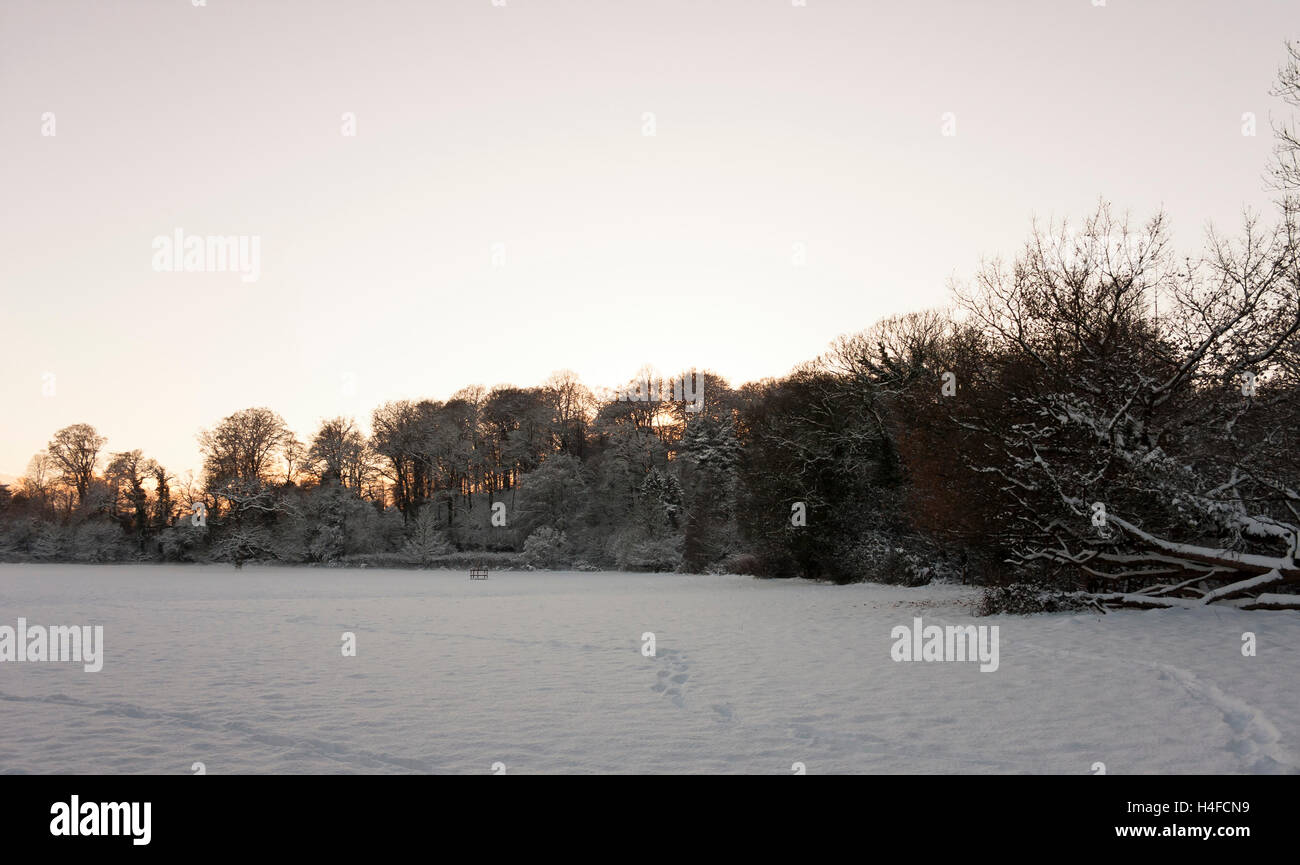 Twilight woods hi-res stock photography and images - Alamy
