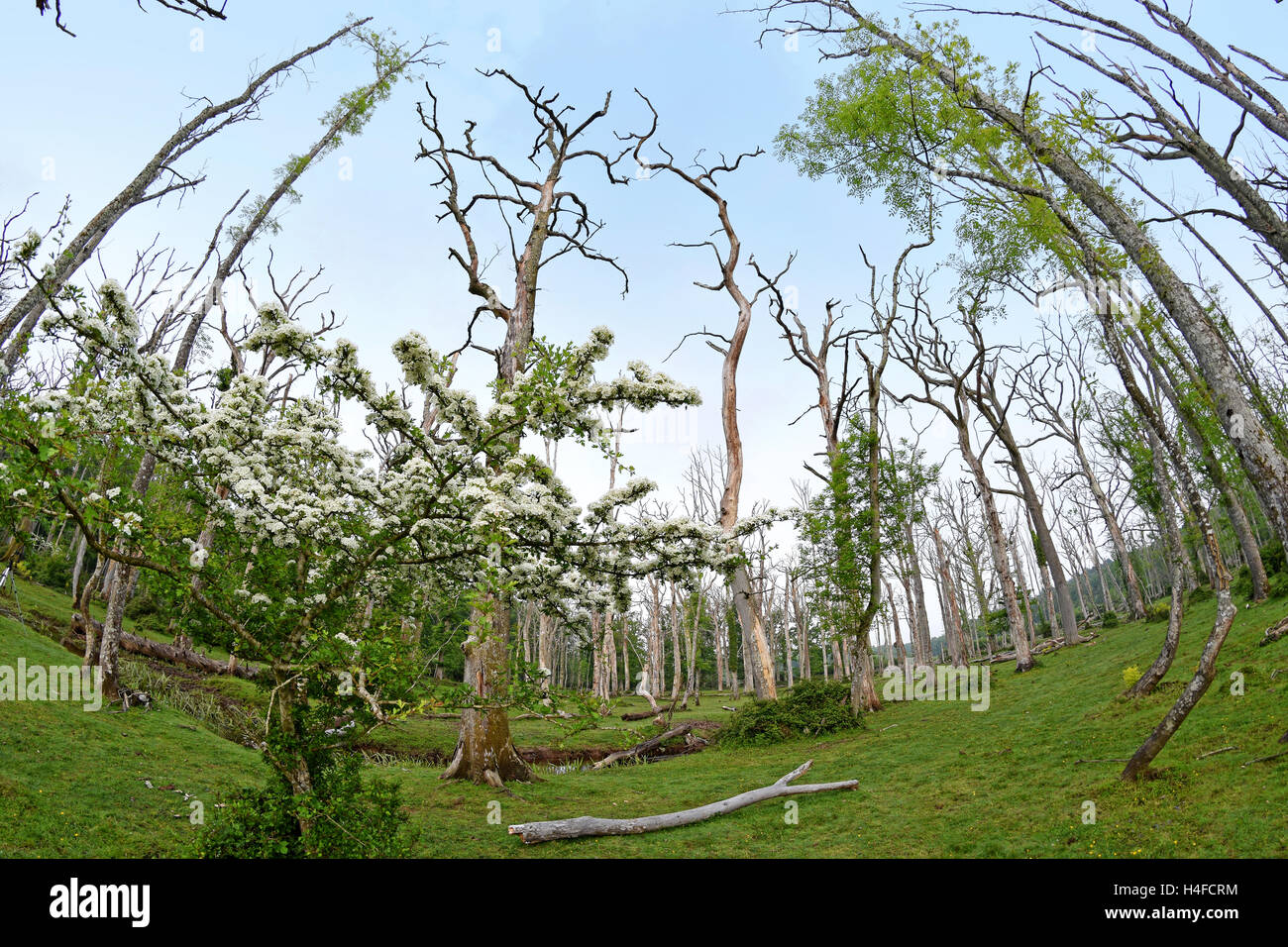Dieback oak disease hi-res stock photography and images - Alamy