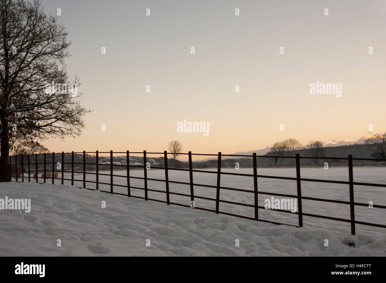 Tree trees twilight snow hi-res stock photography and images - Alamy