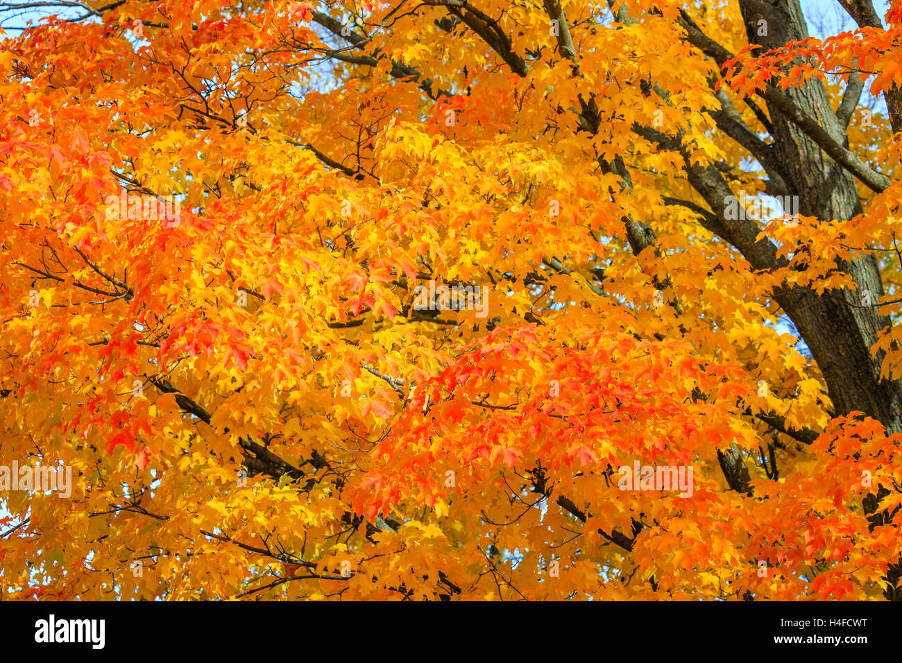Colorful maple tree hi-res stock photography and images - Alamy