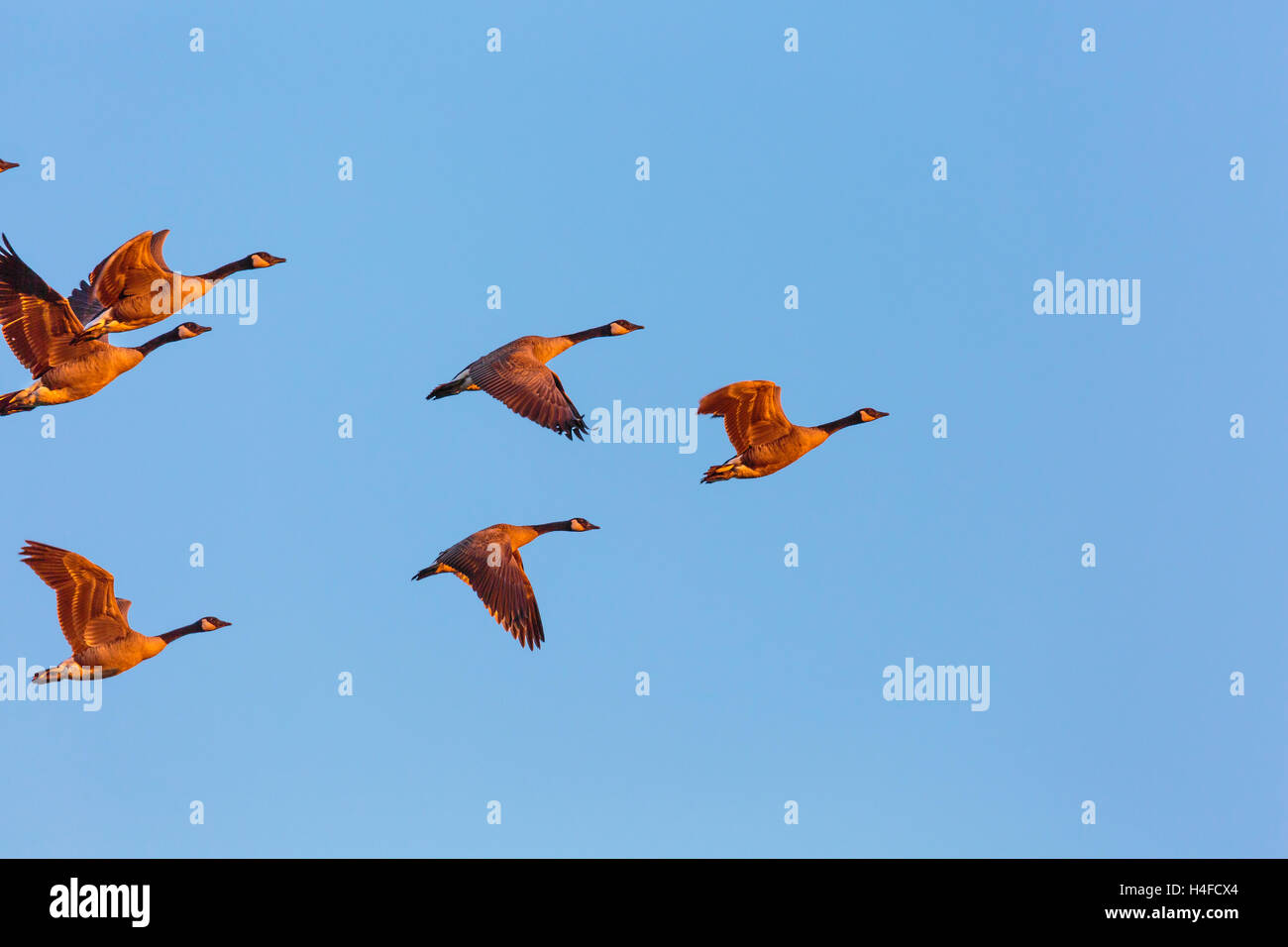 Close up of a small flock of geese in a blue, morning sky Stock Photo ...