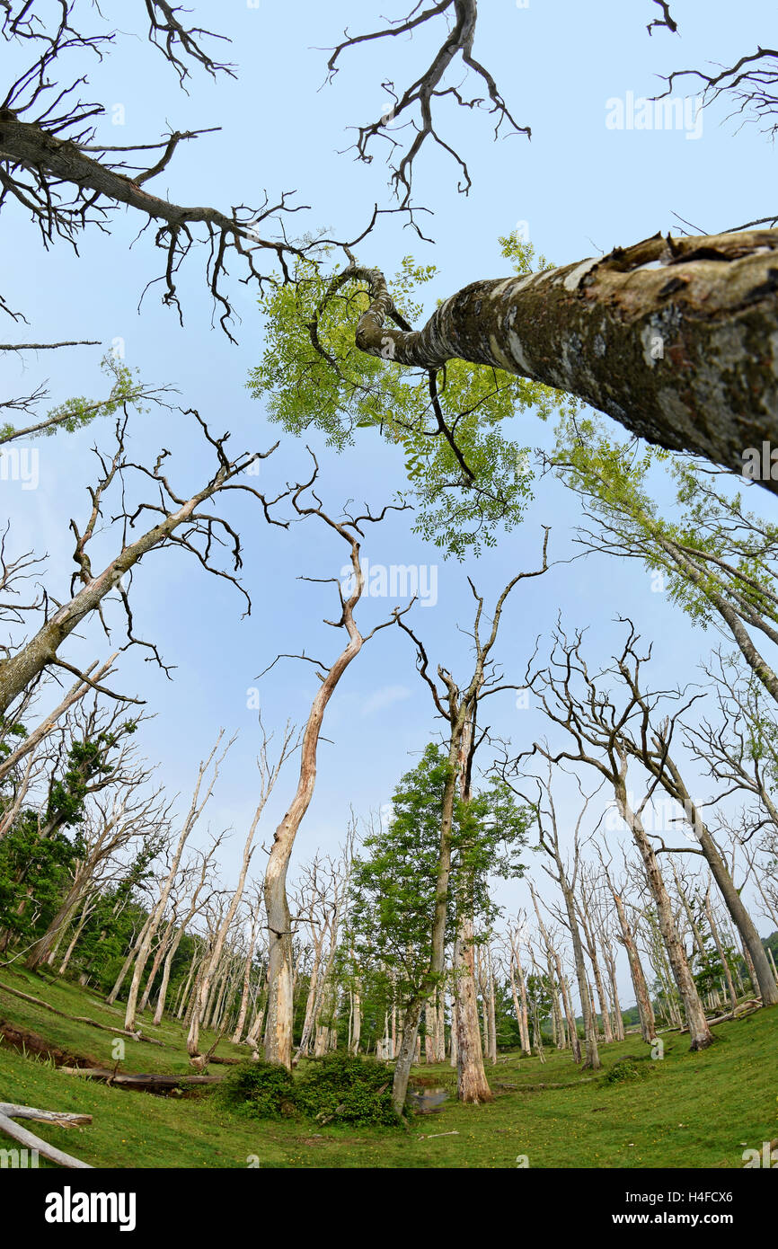 Oak tree disease britain hi-res stock photography and images - Alamy