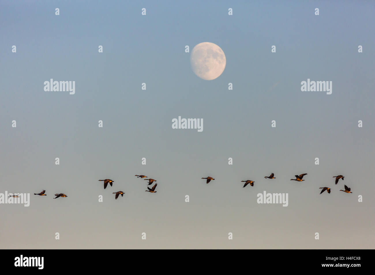 Flock of geese flying under a moon Stock Photo - Alamy