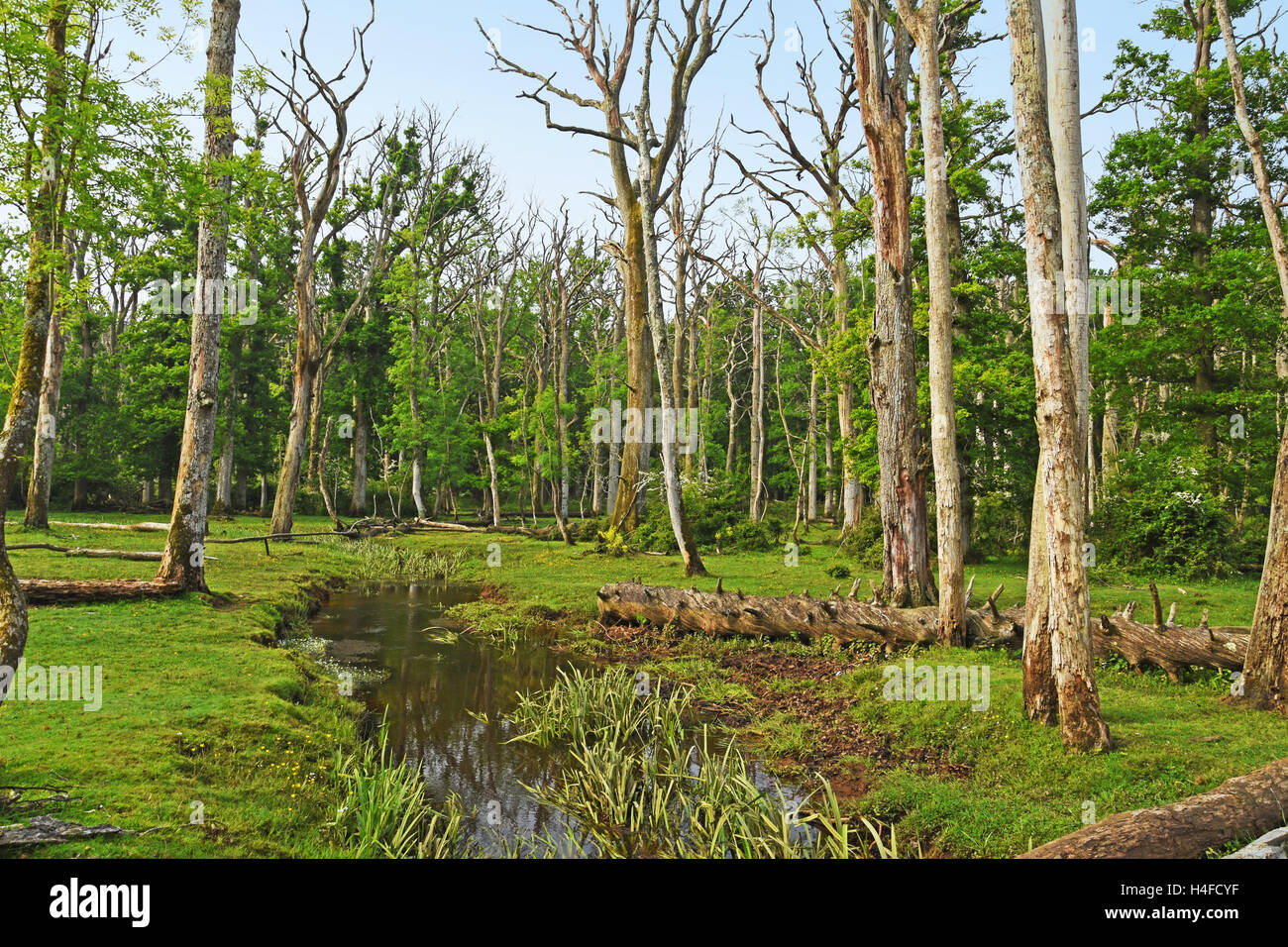 Oak tree through seasons hi-res stock photography and images - Alamy