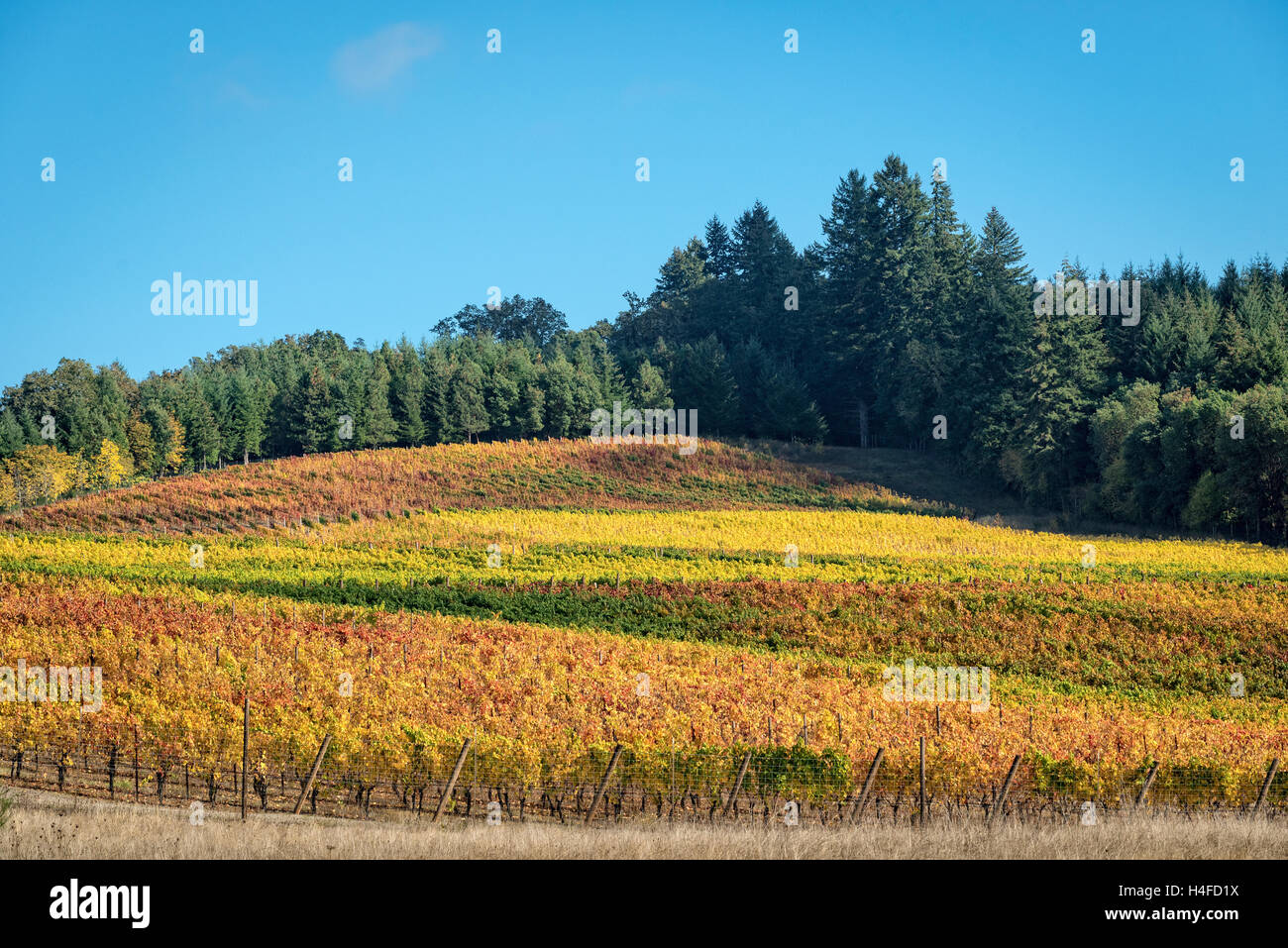 Walnut ridge hi-res stock photography and images - Alamy