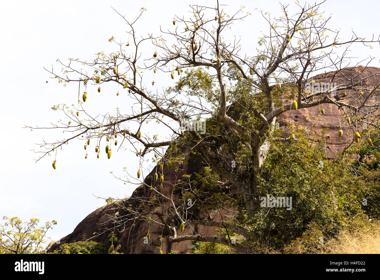 Bread tree, Artocarpus altilis, Burkina faso. Africa Stock Photo - Alamy