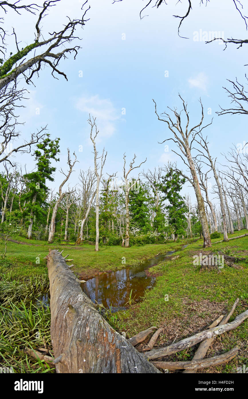 Stream flowing through dead oak forest. New Forest National Park ...