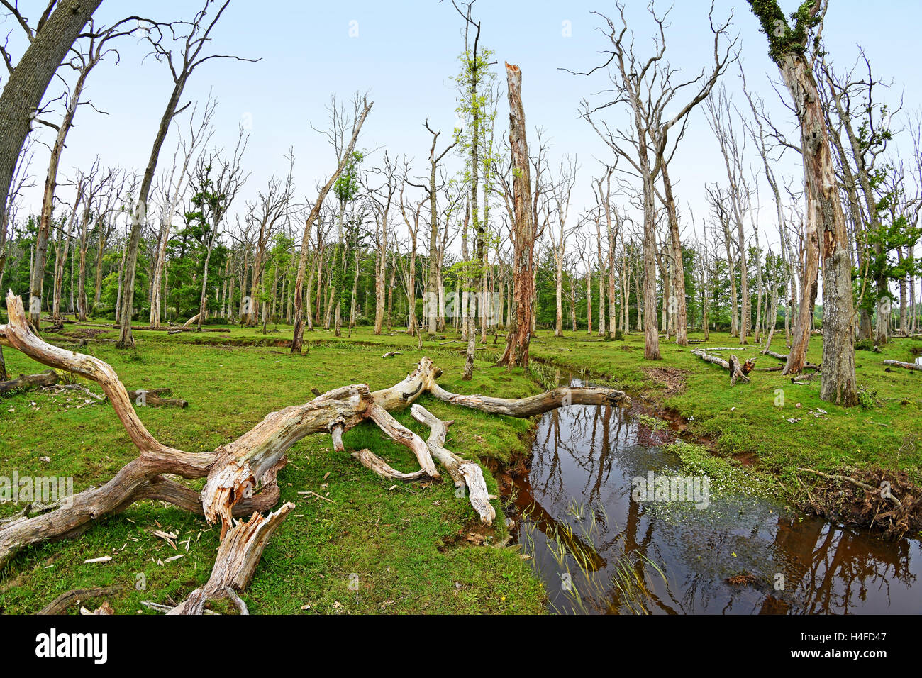 Stream flowing through dead oak forest. New Forest National Park ...