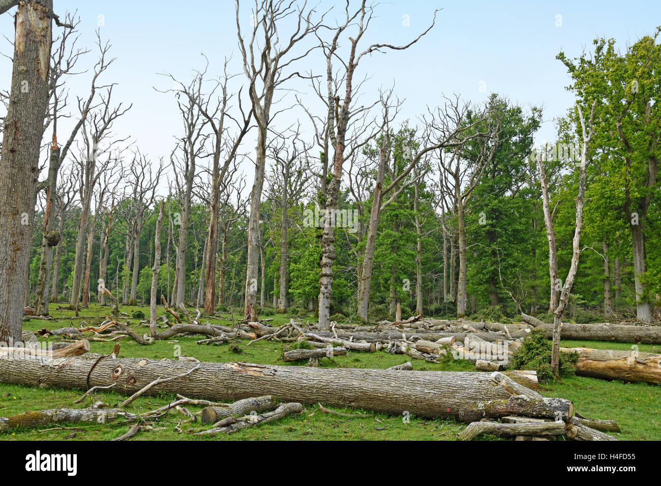 Fallen trees in a dead oak forest. New Forest National Park, England ...