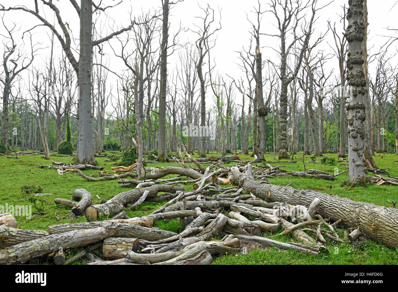 Dead oak forest. New Forest National Park, England Stock Photo - Alamy