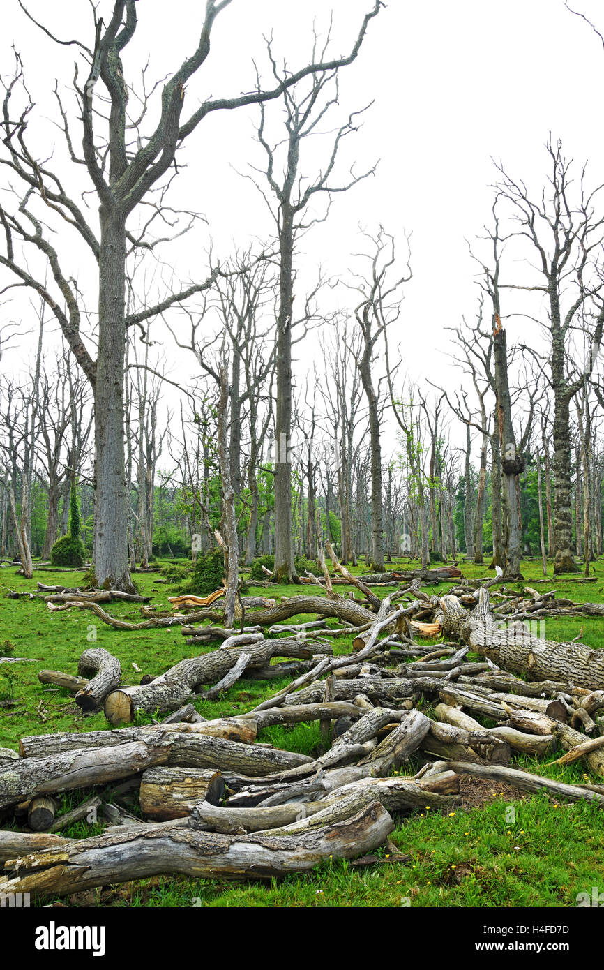 Dead oak forest. New Forest National Park, England Stock Photo - Alamy