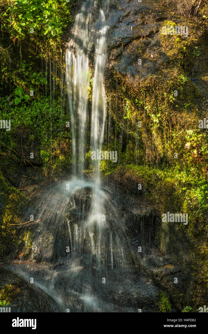 Mini waterfall, Elliott State Forest, Coast Range Mountains, Oregon ...